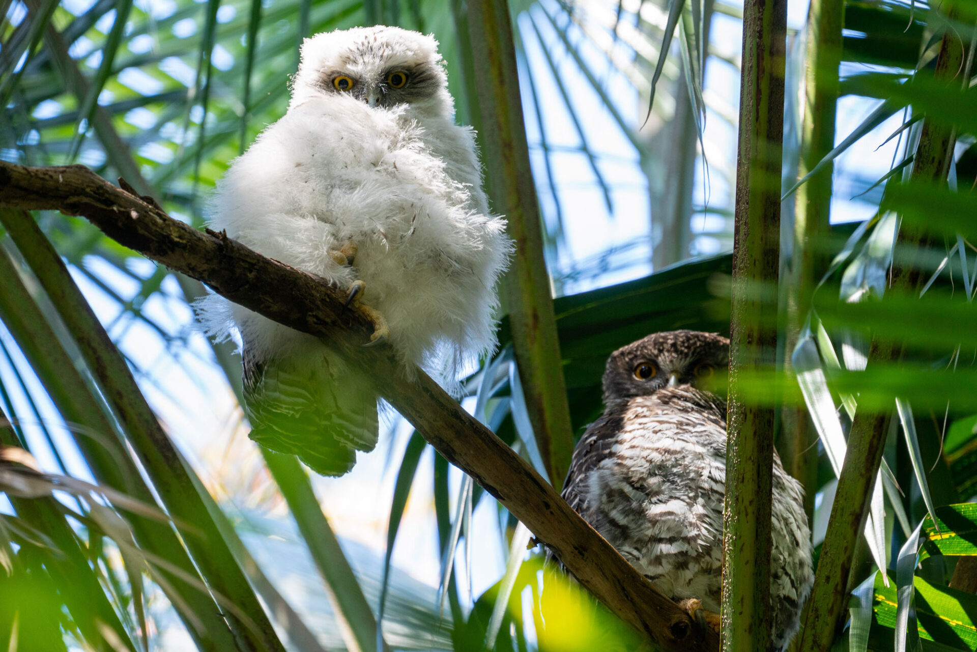 Dead Trees Live On - Canopy Keepers - Here for the trees