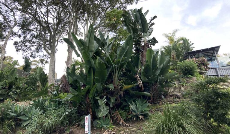 From pot plant to garden monster! - Canopy Keepers - Here for the trees