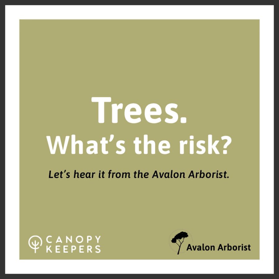 Trees - what's the real risk - Canopy Keepers - Here for the trees